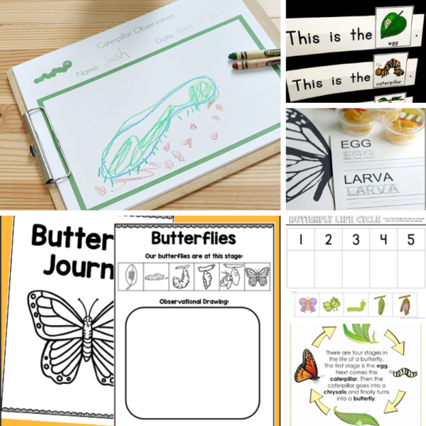 15 Free Life Cycle of a Butterfly Printables - Fun-A-Day!
