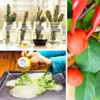 10+ Tree Science Activities for Preschoolers - Fun-A-Day!